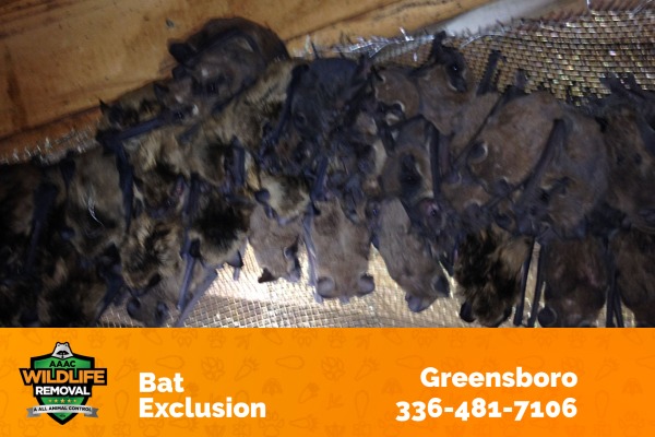 Bat Removal Greensboro | Wildlife Control & Bat Removal