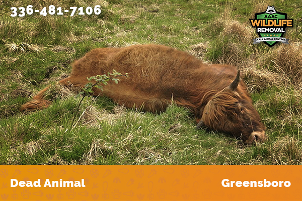 Professional Large Dead Animal Removal Services in Greensboro